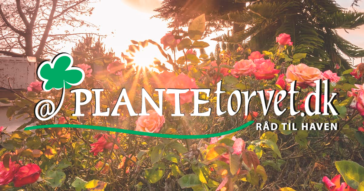 Solhat,- havens flotteste staude